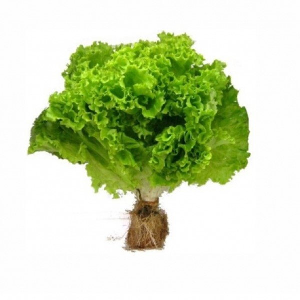 Jumbo Lechuga Hidroponica Marina - Rappi